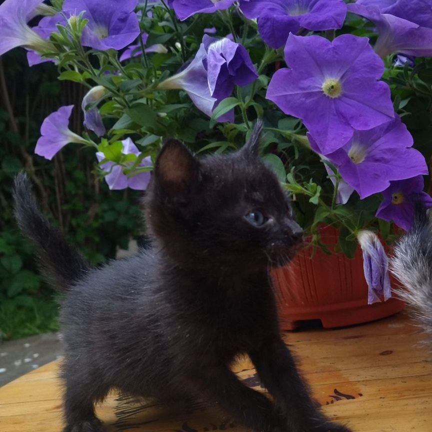 Кошки