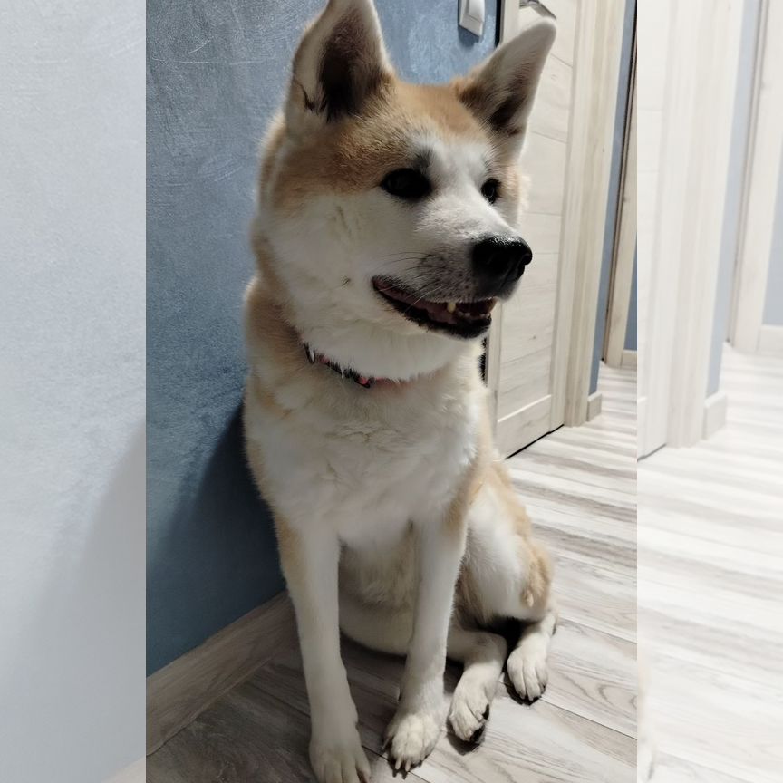Акита-ину, взрослая собака