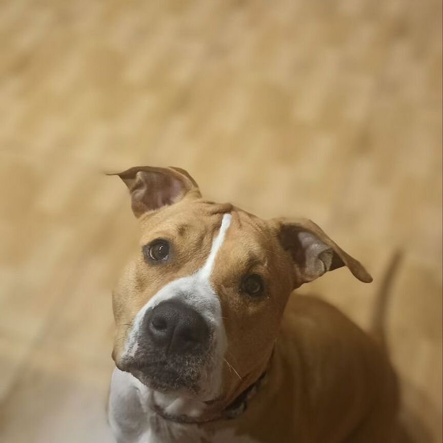 Отдам в добрые руки амстаффа