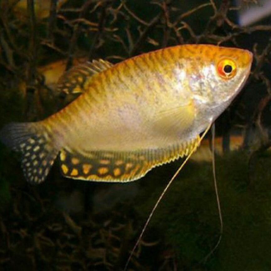 Гурами золотая (рыба аквариумная)