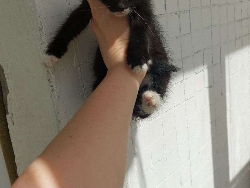 Котёнок ищет дом Мальчик Бесплатно