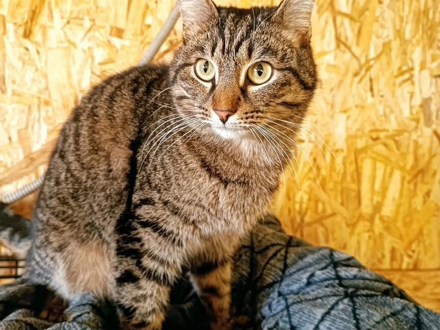 Котик Пупсик (кот, кошки)