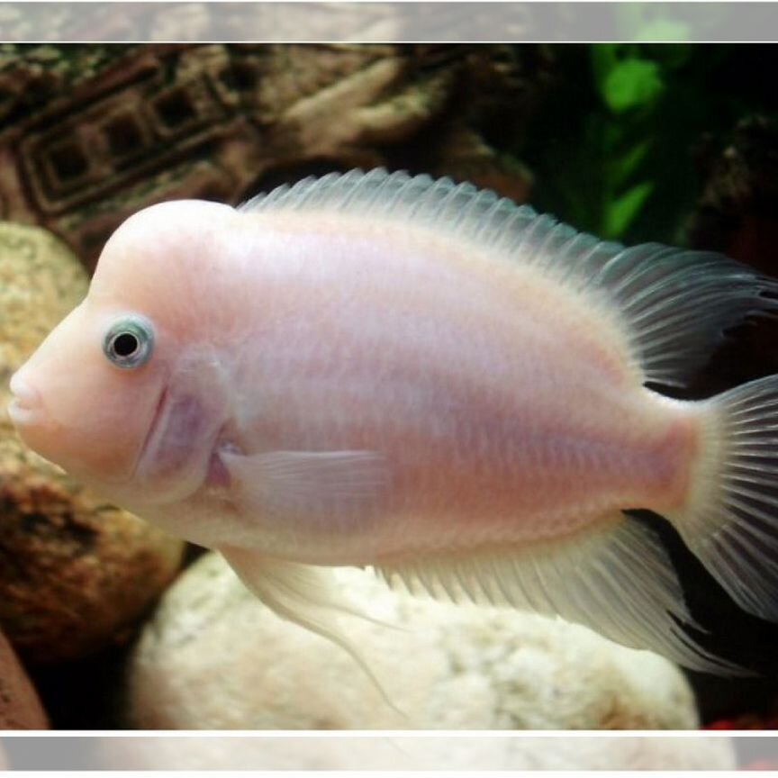 Цихлазома чернополосая и фламинго