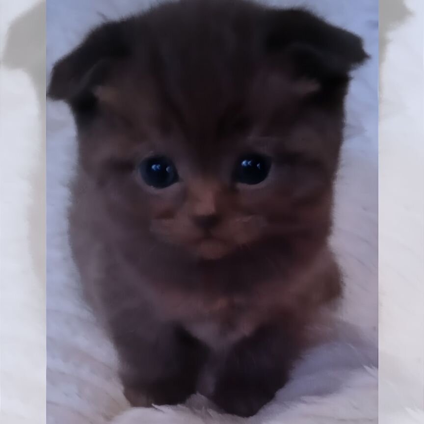 Британский короткошёрстный котёнок