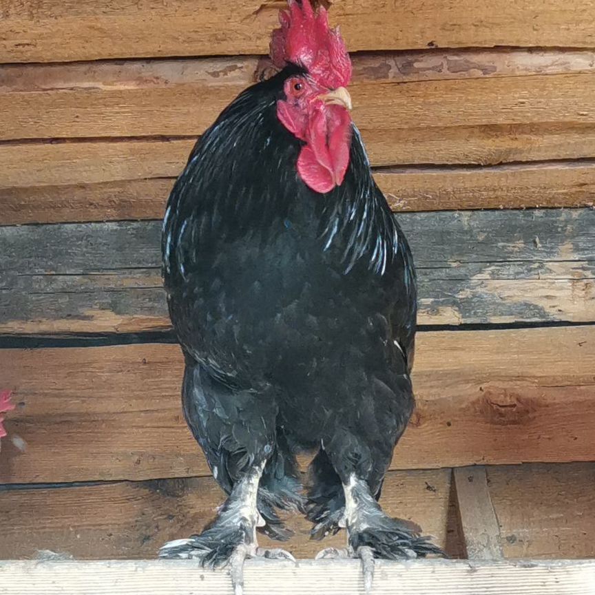 Петухи Брама