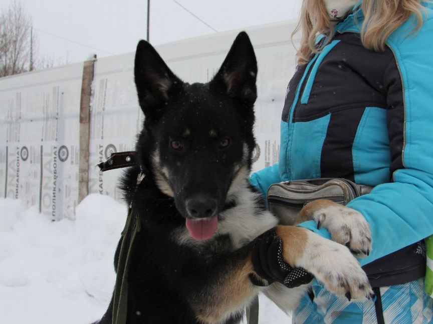 Мужественный парень Гектор.Собака.Приют Некрасовка