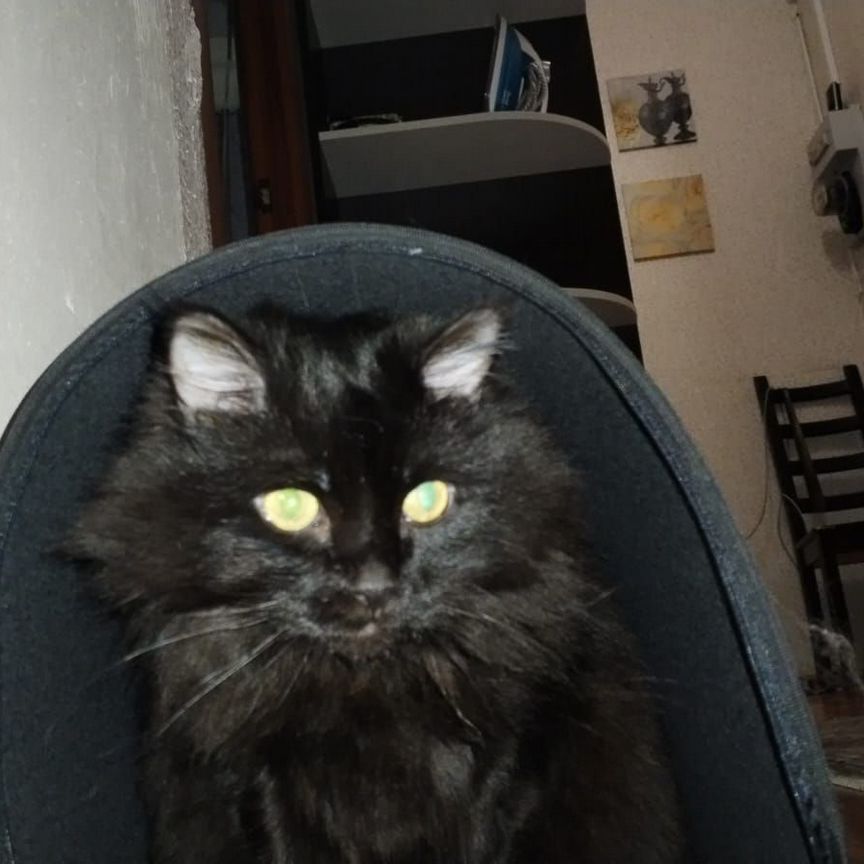 Отдадим в добрые руки