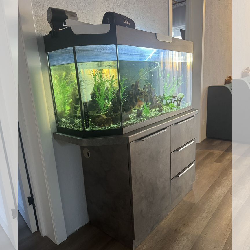 Аквариумные рыбки и растения