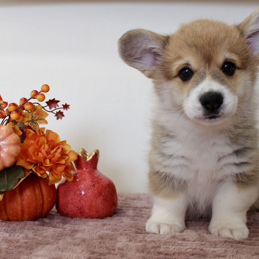 Красопеты-мальчишки вельш корги пемброк