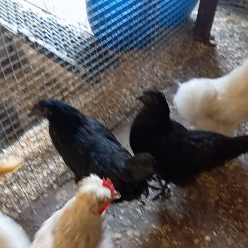 Продается парочка Ухейилюй и Китайская шелковистая