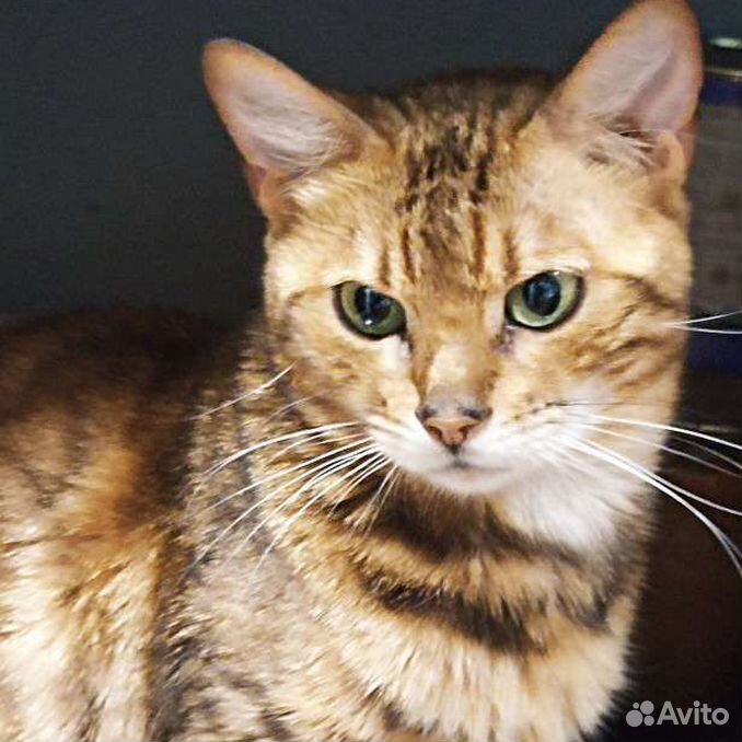 Бенгальские кошки и коты бесплатно