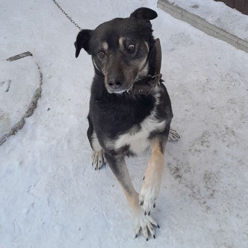 Взрослый пёс в добрые руки