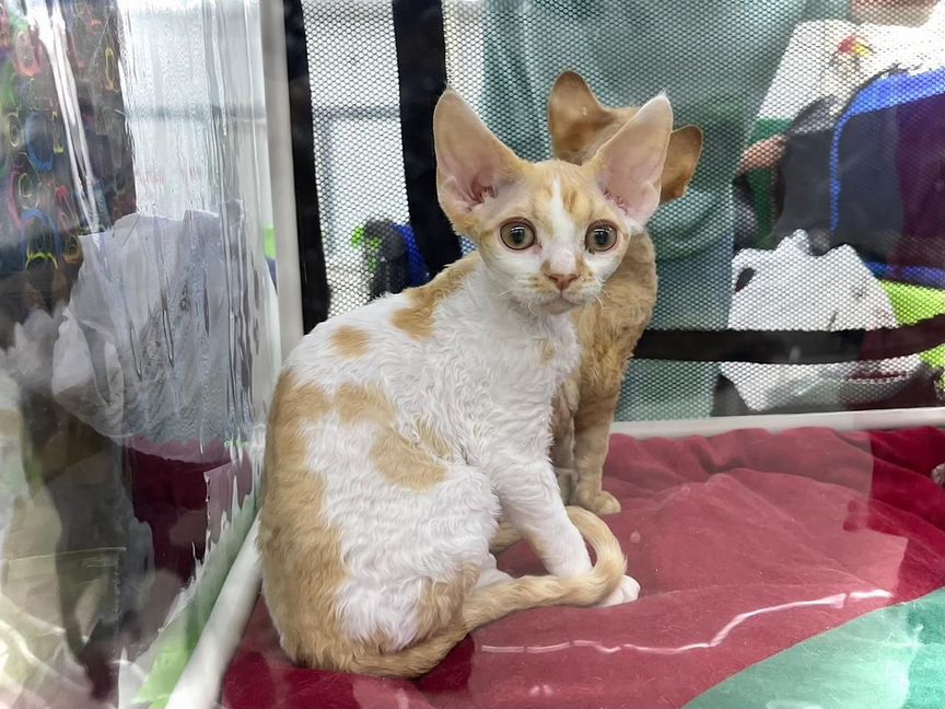 Котята девон-рекс