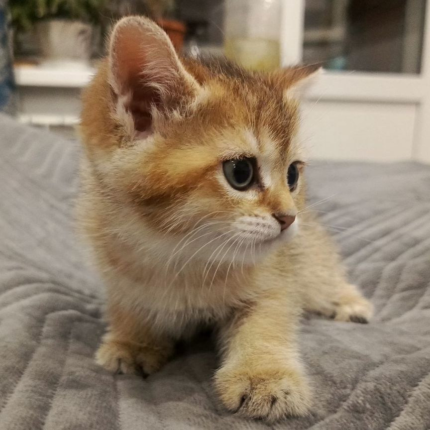 Котенок золотая шиншила