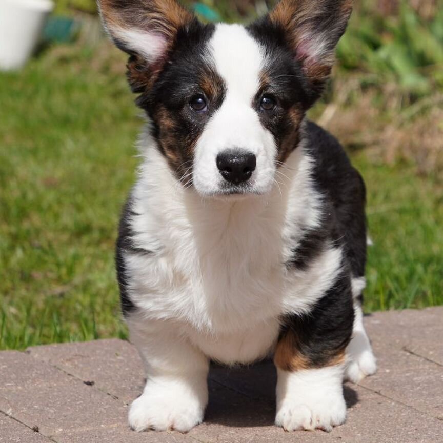 Вельш Корги Кардиган, щенок