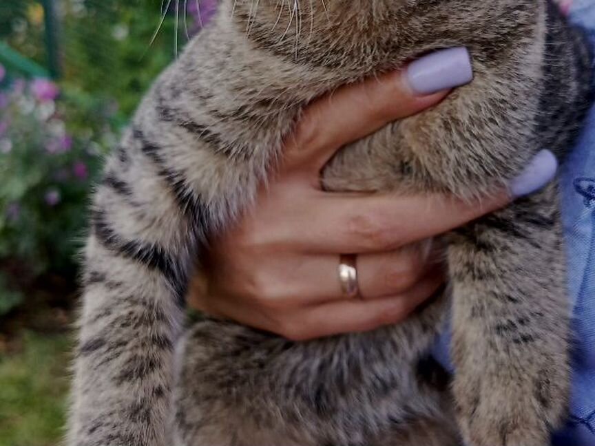 Отдам в добрые ручки котика Плюшика