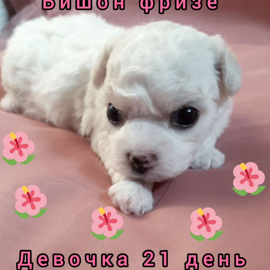 Бишон фризе, принцесса