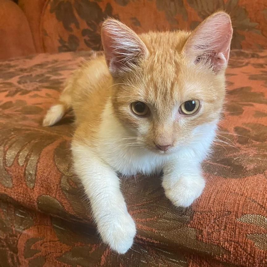 Котик, живёт в плохих условиях