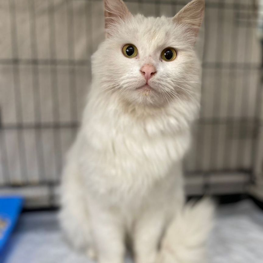 Кошка в добрые руки