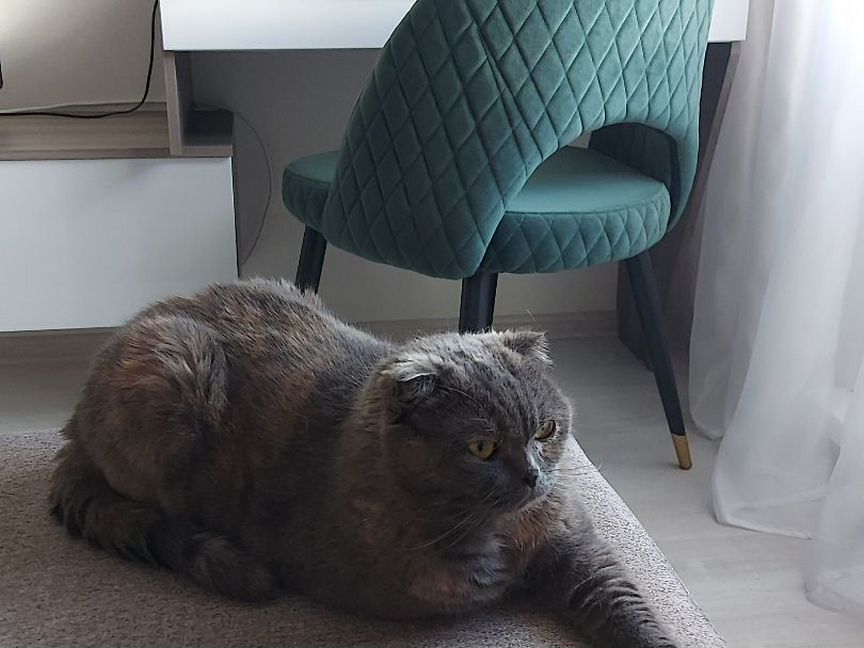 Отдам кошку в добрые руки