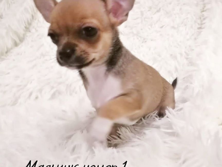 Щенки чихуахуа