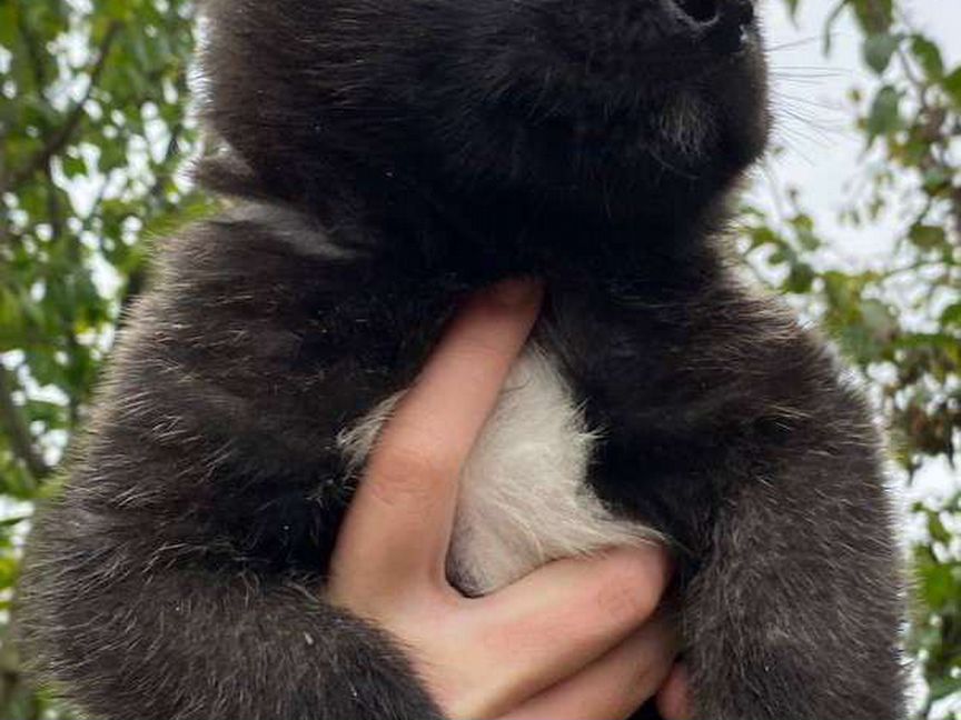 Американская акита