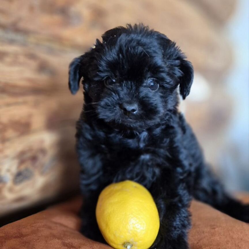 Малтипу мини