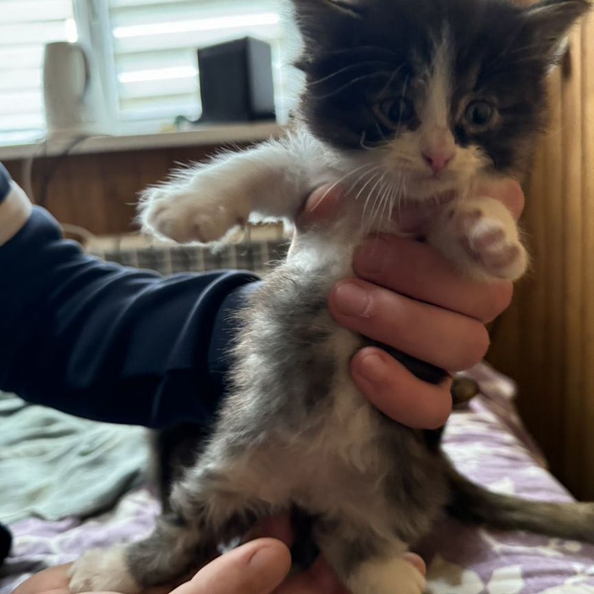 Кот в добрые руки