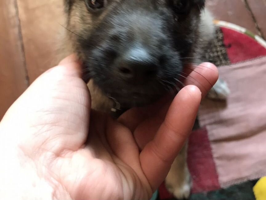 Отдам в добрые руки щеночка;девочка 1-1.5 месяца