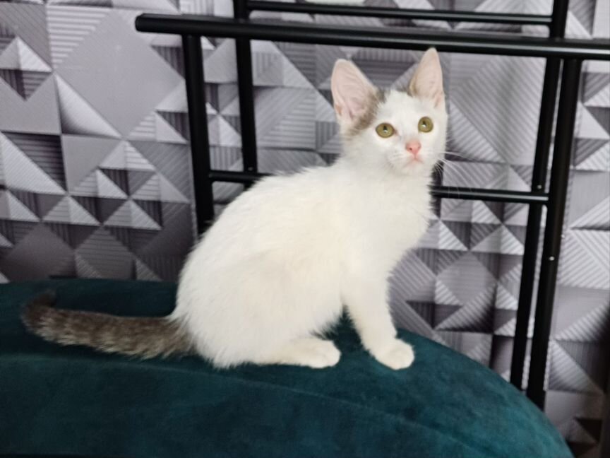 Котята в добрые руки бесплатно