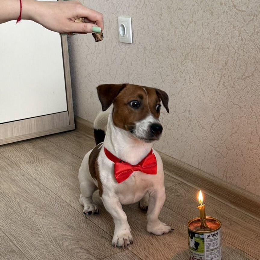 Джек-рассел-терьер, вязка