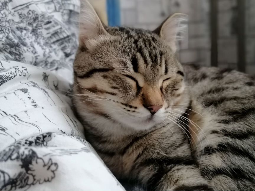 Отдам кота в добрые руки