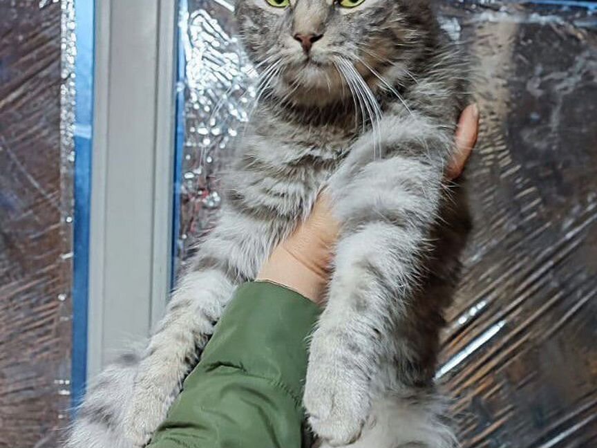 В добрые ручки