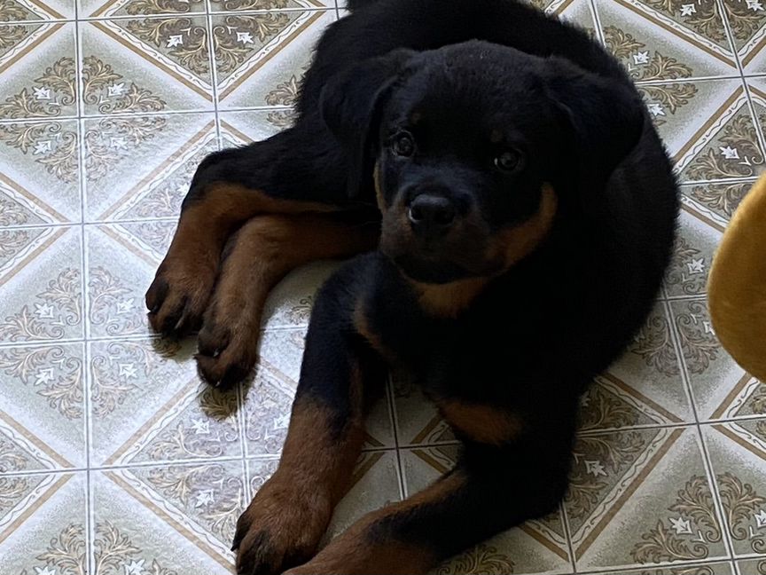 Ротвейлер (щенок)