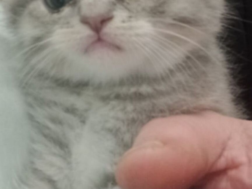 Шотландская кошка