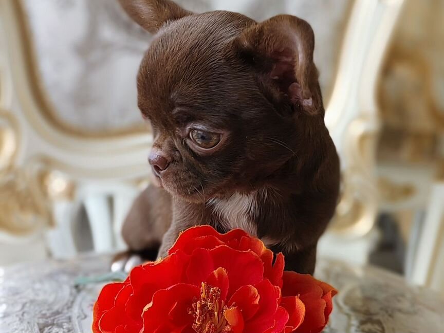 Великолепная девочка чихуахуа