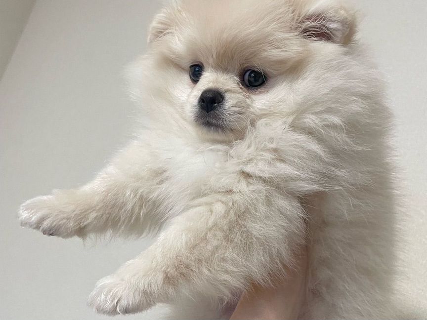 Померанский шпиц медвежьего типа