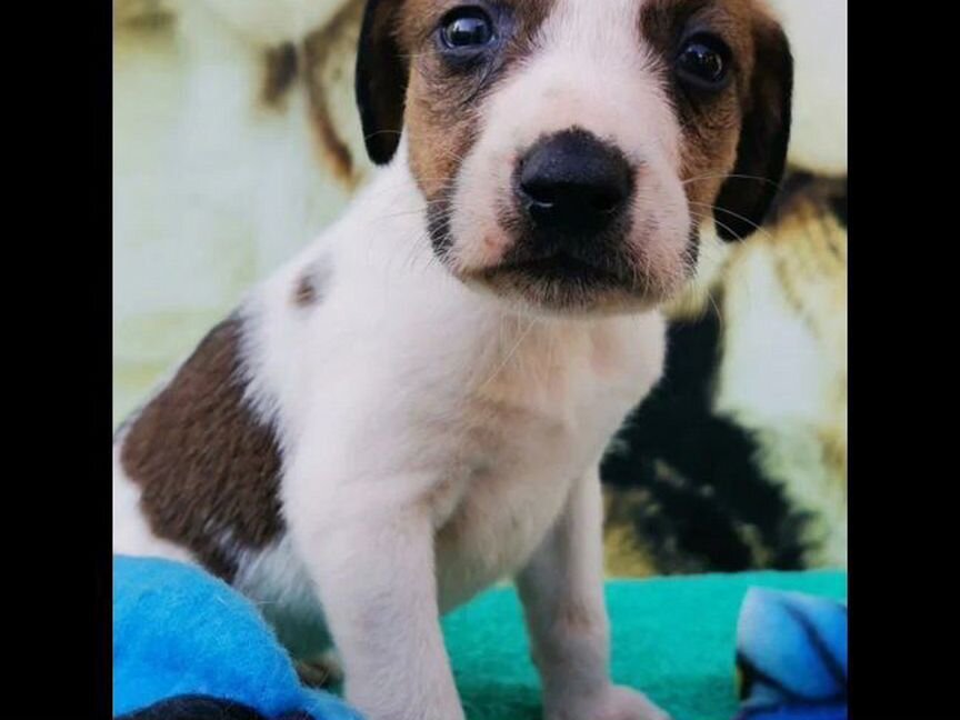 Щенок мальчик