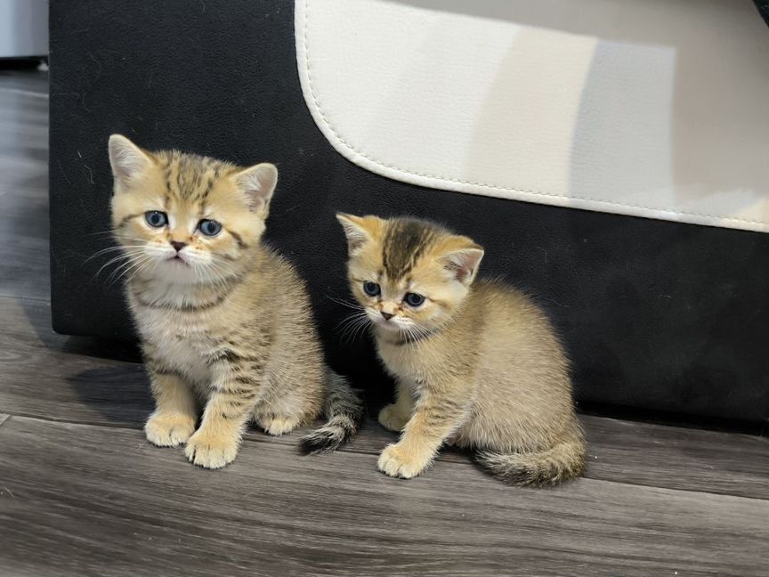 Шатланские вислоухие котята