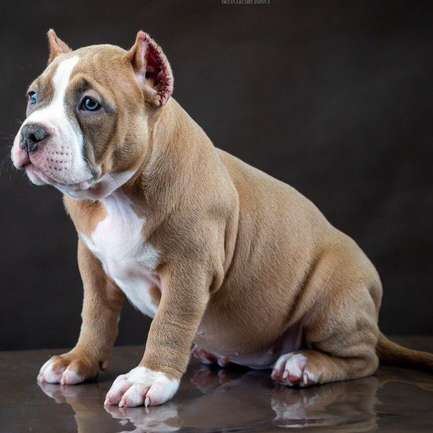 Американский булли, щенок