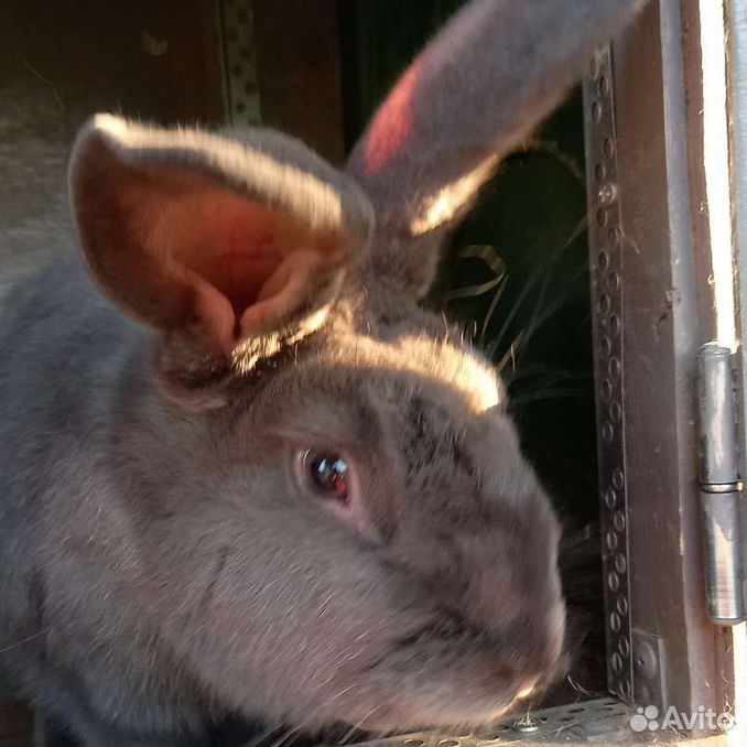 Кролики венский голубой