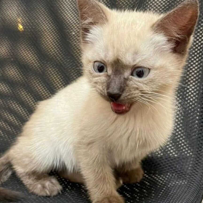 Котенок девочка