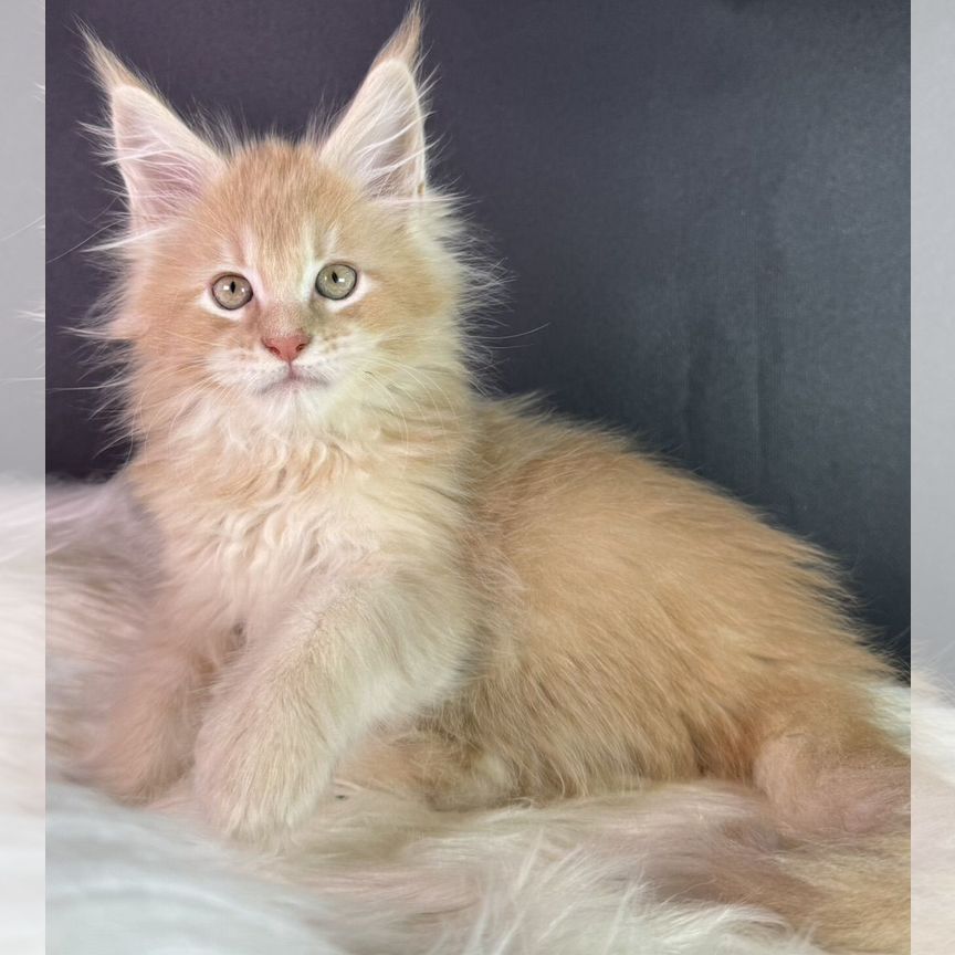 Мейн-кун котёнок