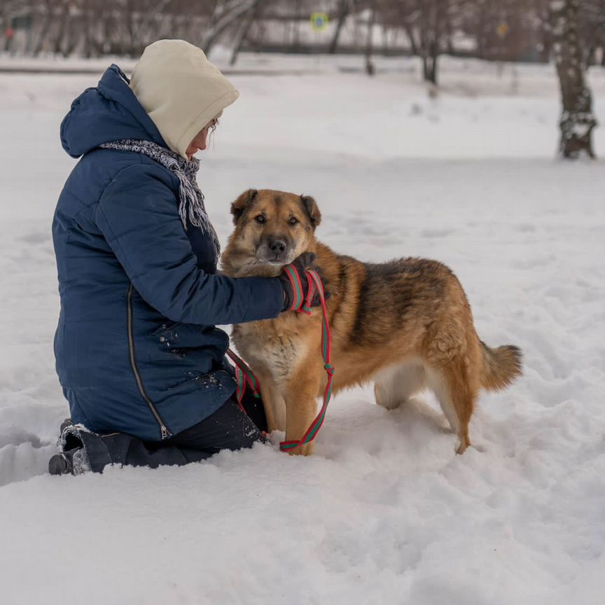 Собака в добрые руки даром