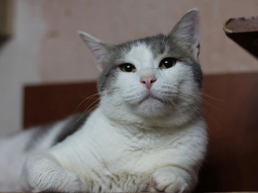 Не покупай, возьми друга из приюта