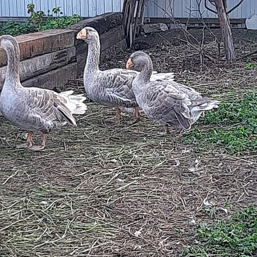 Продам тульских горбоносых гусей