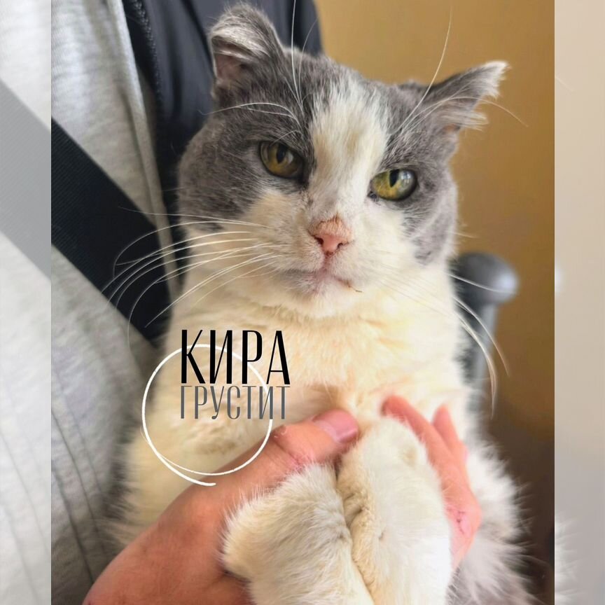 Взрослая, кошка в добрые руки