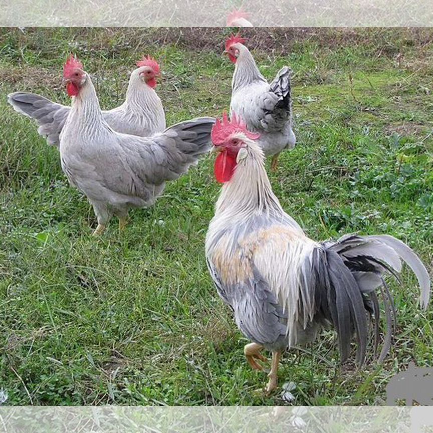 Инкубационное яйцо