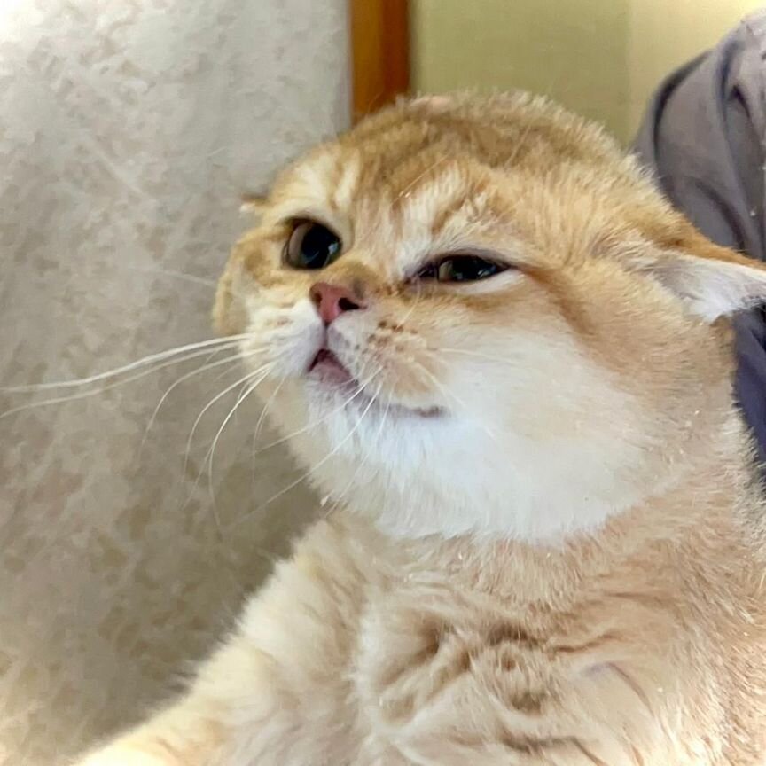 Шотландский котенок, мальчик
