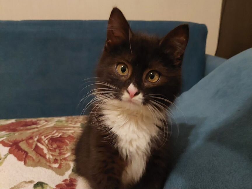 Кошка